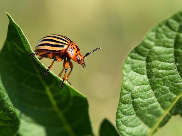 Les insectes exotiques suivent leur garde-manger, avec un temps de retard
