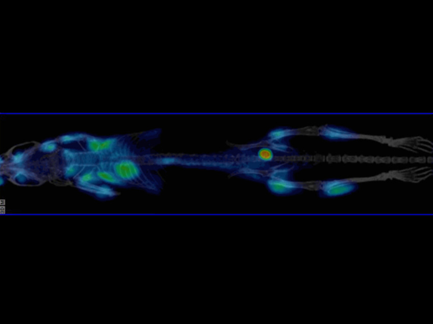 Life in real-time thanks to in vivo imaging